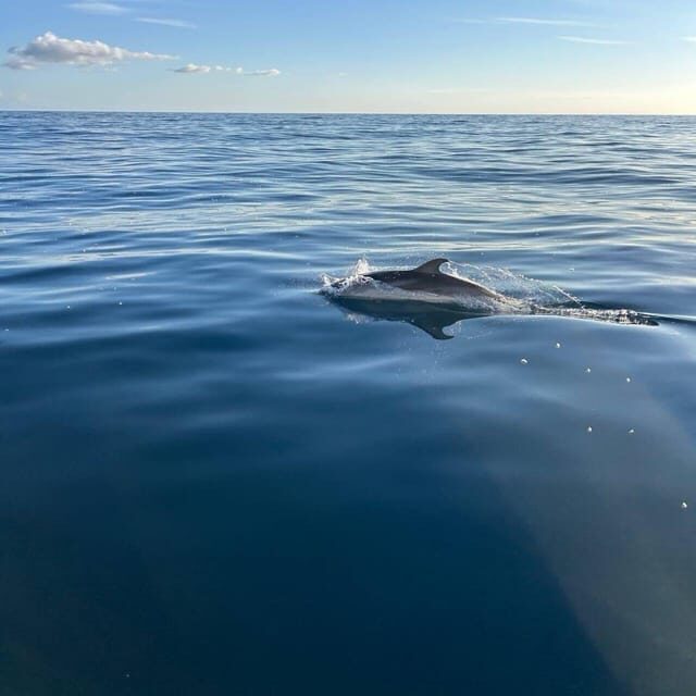 Discover Sardinia: Dolphin Watching and Capo Figari Tour - The Itinerary Breakdown