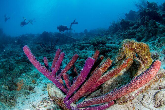 Discover Scuba Dive in Curacao - The Sum Up