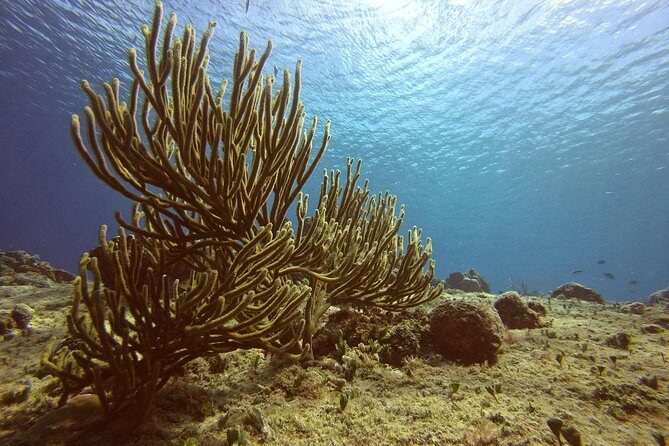 Discover Scuba Diving - Who Will Love This Tour?