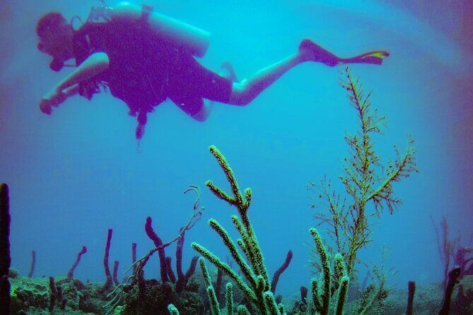 Discover Scuba Diving - The Cost and Value