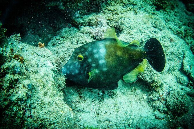 Discover Scuba Diving - Practical Tips for Your Dive Day