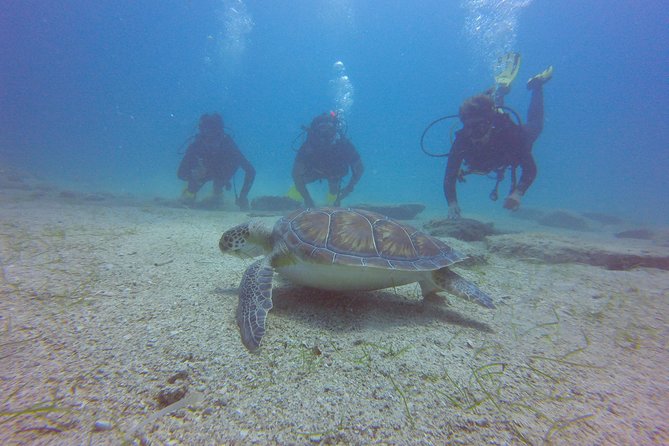 Discover Scuba diving - The Sum Up: Is This Tour Right for You?