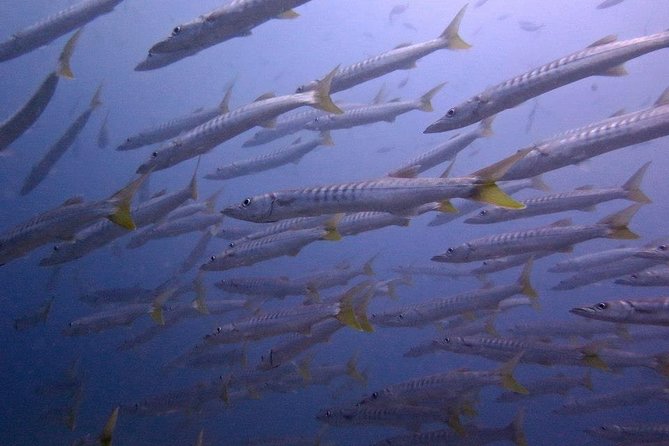 Discover SCUBA Diving - How the Tour Feels in Practice