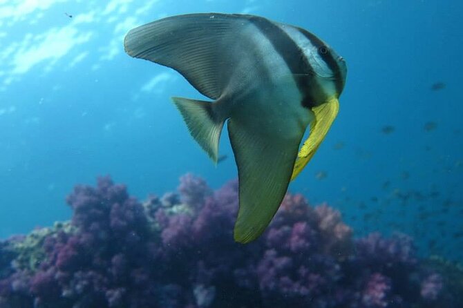 Discover SCUBA Diving - The Sum Up: Is This Tour Worth It?