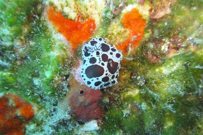 Discover Scuba Diving Adventure in Mykonos - Diving Instruction and Safety