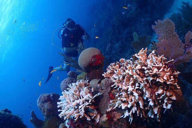 Discover Scuba Diving at Casa Cenote No Certification Needed - The Guided Cenote Dive