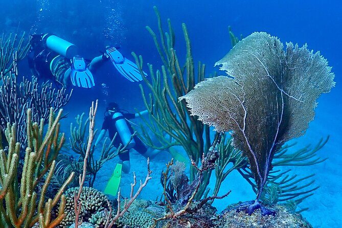 Discover Scuba Diving at Casa Cenote No Certification Needed - Optional Second Dive