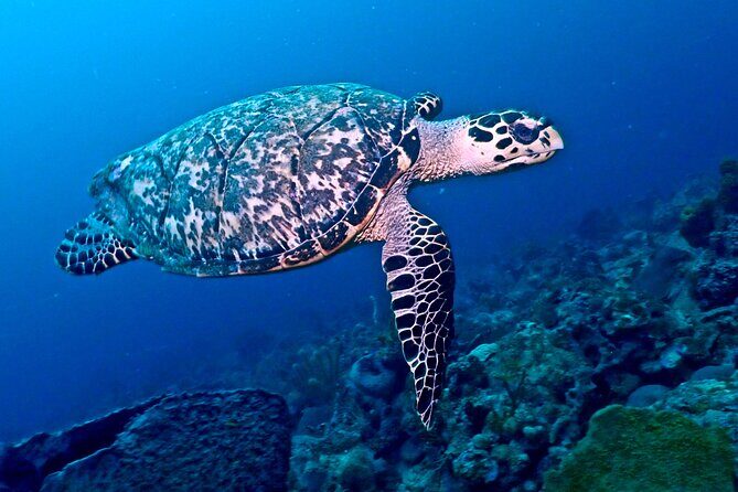Discover Scuba Diving at Casa Cenote No Certification Needed - Whats Included and What to Bring