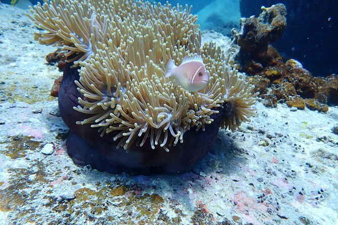 Discover Scuba Diving at Phu Quoc Island - 3. Shallow Water Skills Practice