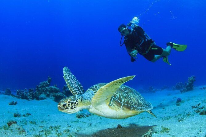 Discover Scuba Diving & Beach Club with Transportation In Riviera Maya - An Overview of the Experience