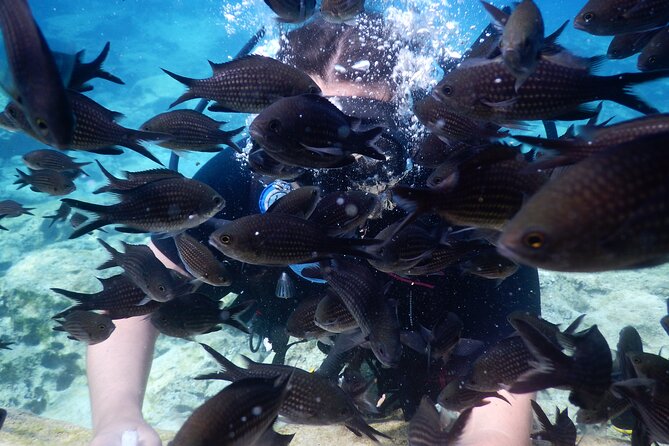 Discover Scuba Diving - Exploring the Underwater World