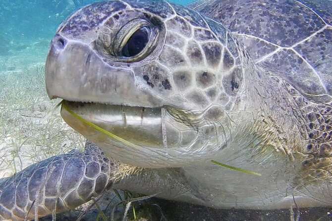 Discover Scuba Diving - Tips for a Memorable Experience