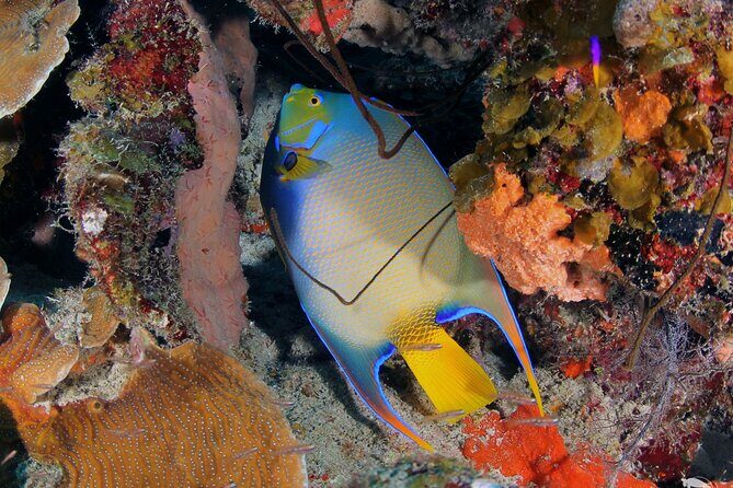 Discover Scuba Diving Experience - Practicalities and Tips