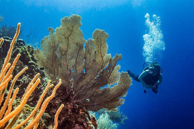 Discover Scuba Diving Experience - FAQ