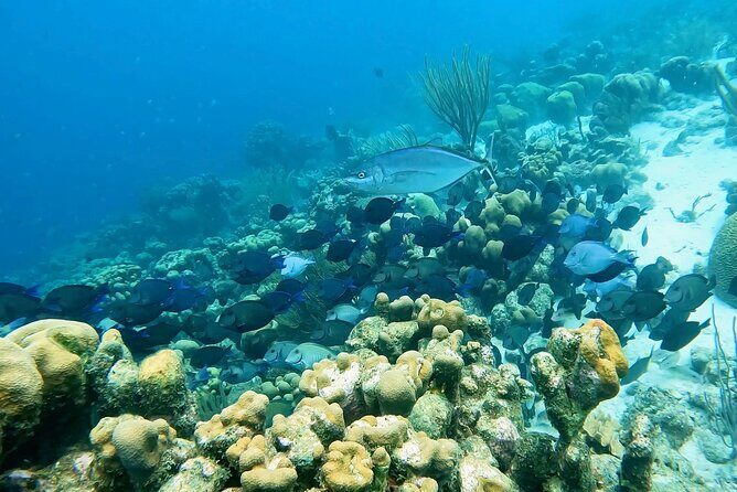 Discover Scuba Diving Experience - A Closer Look at the Experience