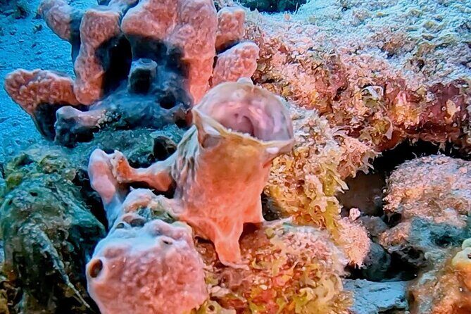 Discover Scuba Diving Experience - Who Should Consider This Tour?