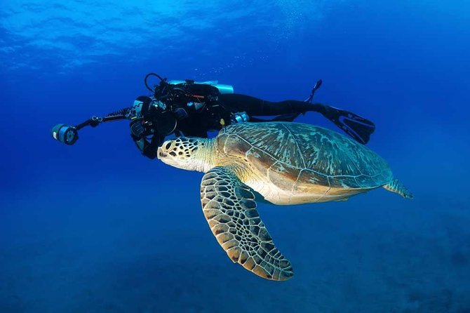 DISCOVER Scuba Diving Experience in Honolulu - Exciting Marine Life Encounters