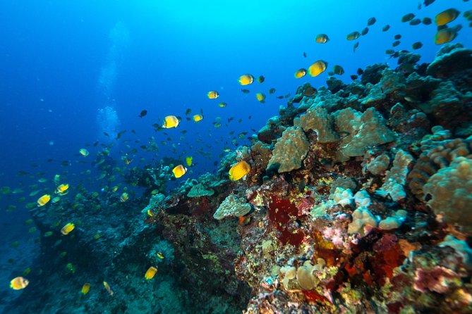 DISCOVER Scuba Diving Experience in Honolulu - Preparing for Your Scuba Adventure
