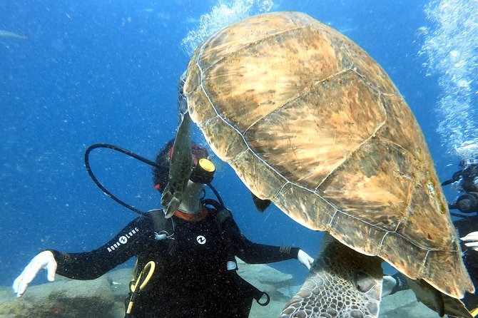 Discover Scuba Diving Experience in Turtle Habitat - Meeting Point and Pickup Details