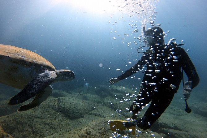 Discover Scuba Diving Experience in Turtle Habitat - Accessibility and Health Considerations