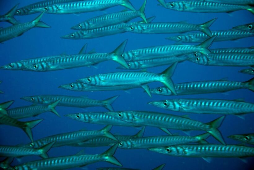 Discover Scuba Diving Experience - Final Thoughts