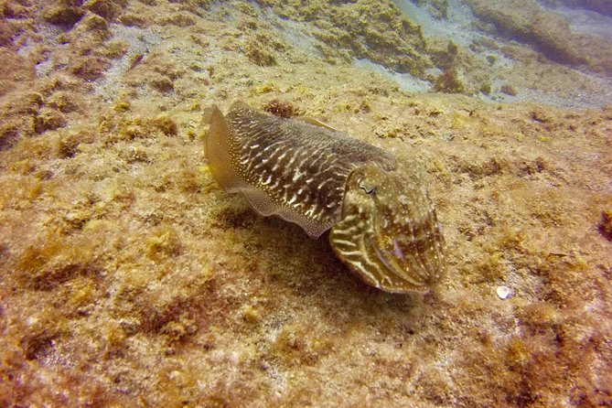 DISCOVER SCUBA DIVING - First Step to Your Certification - Exploring the Marine Life