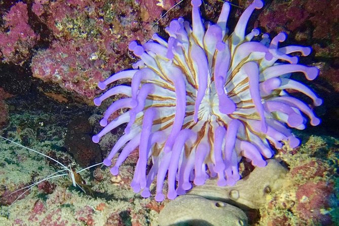 DISCOVER SCUBA DIVING - First Step to Your Certification - Convenient Meeting and Booking Details