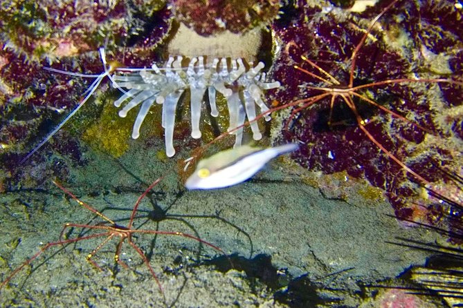 DISCOVER SCUBA DIVING - First Step to Your Certification - Ensuring a Safe and Enjoyable Experience