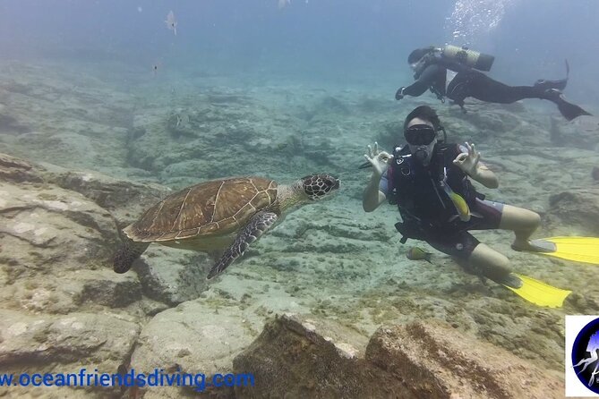 Discover Scuba Diving, Free Pictures Included - Encountering Marine Life