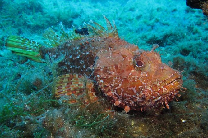 Discover Scuba Diving From the Boot - Equipment and Gear Provided