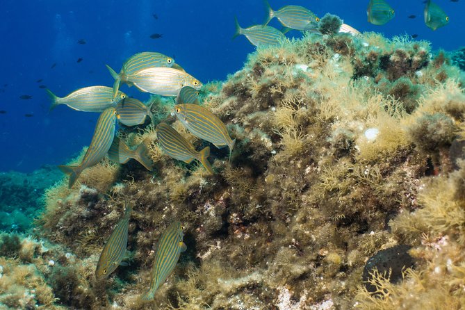 Discover Scuba Diving From the Boot - Location and Meeting Point