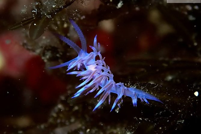 Discover Scuba Diving From the Boot - Booking and Pricing Information