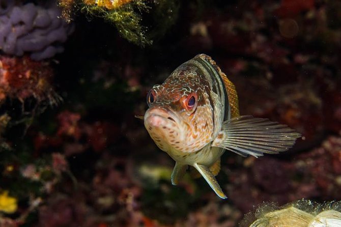 Discover Scuba Diving From the Boot - Past Participant Reviews and Feedback