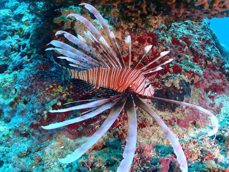 Discover Scuba Diving in Boracay - Analyzing Value and Experience