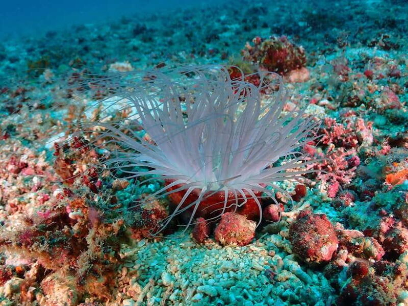 Discover Scuba Diving in Boracay - Who Should Book This Experience?