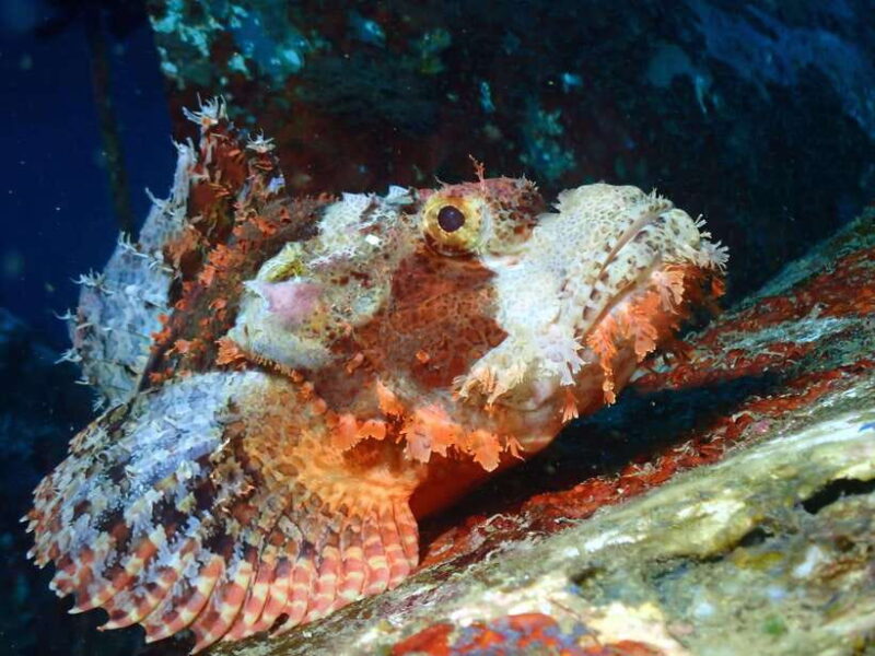 Discover Scuba Diving in Boracay - The Sum Up