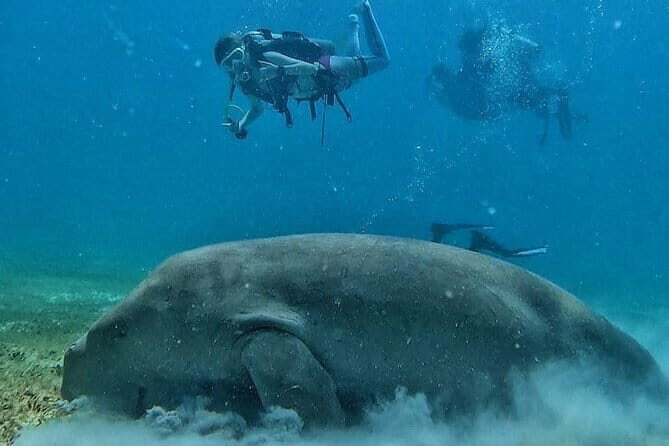 Discover Scuba Diving in Coron - Who Will Love This Tour?