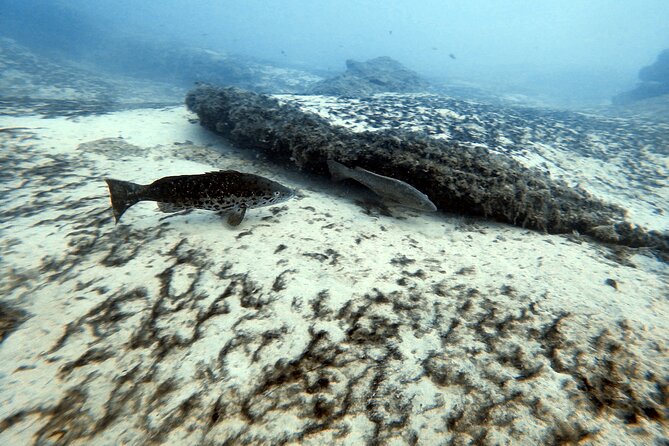 Discover Scuba Diving in Costa Calma - The Importance of Scuba Diving Instruction