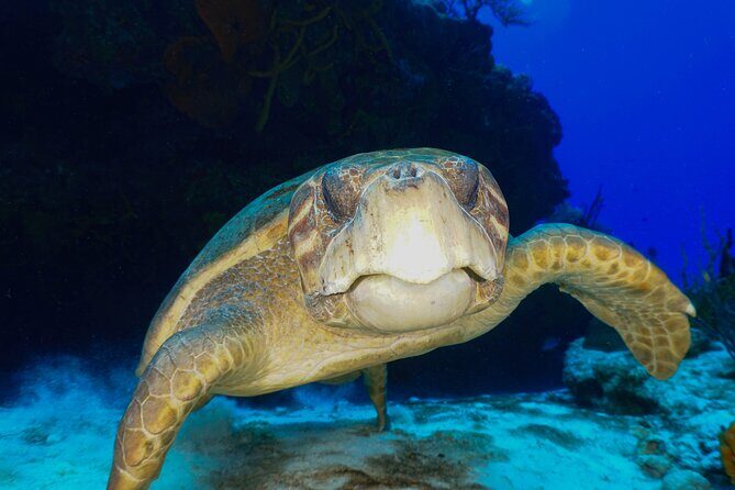 Discover Scuba Diving in Cozumel - What Makes This Tour Stand Out?