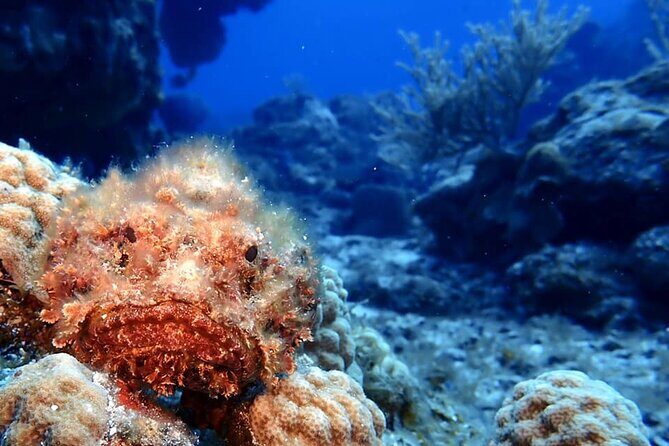 Discover Scuba Diving in Cozumel - Is This Tour Worth It?