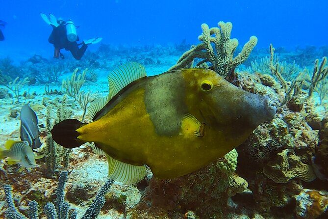 Discover Scuba Diving in Cozumel - Who Should Consider This Experience?