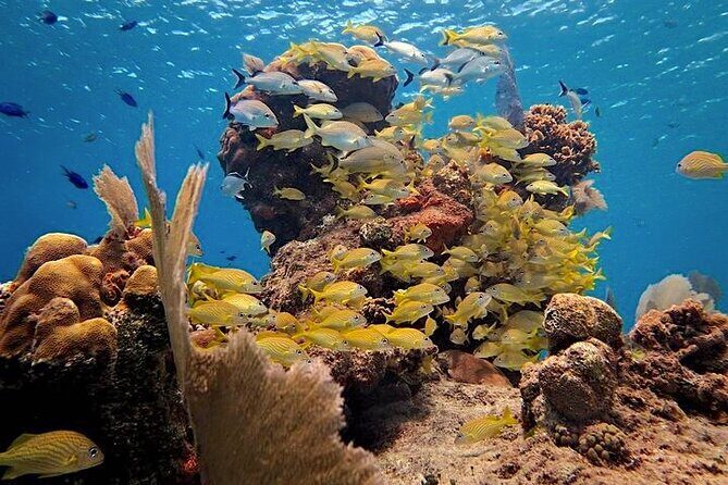 Discover Scuba Diving in Cozumel Paradise Reef - Authentic Marine Encounters and Guides