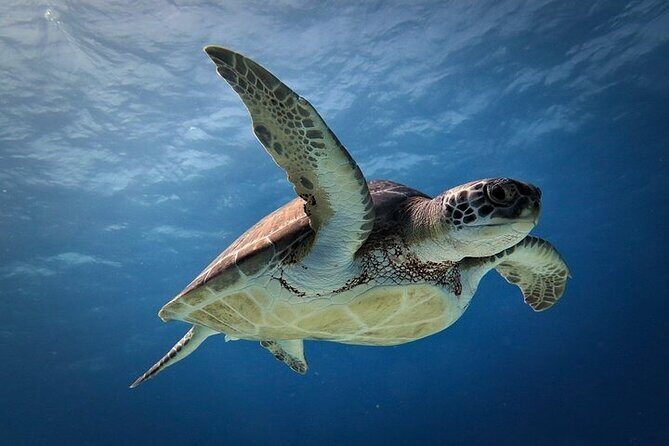 Discover Scuba Diving in Cozumel Paradise Reef - Frequently Asked Questions (FAQs)