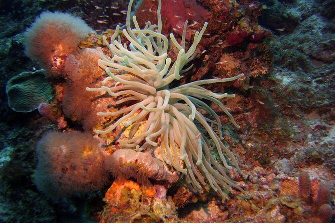 Discover Scuba Diving in Curacao - An Overview of the Experience