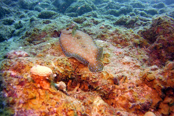 Discover Scuba Diving in Curacao - Final Thoughts: Is It Worth It?