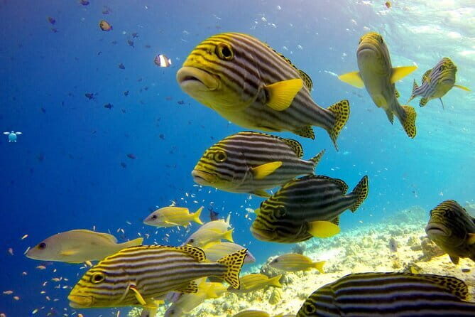 Discover Scuba Diving in Dharavandhoo - Introduction: Why This Tour Stands Out