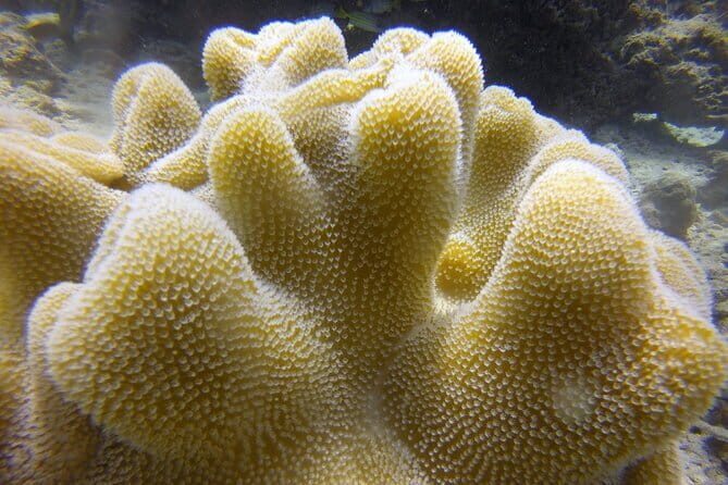 Discover Scuba Diving in Dharavandhoo - Pricing and Value: Is It Worth It?