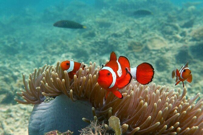 Discover Scuba diving in El Nido - Who Should Consider This?