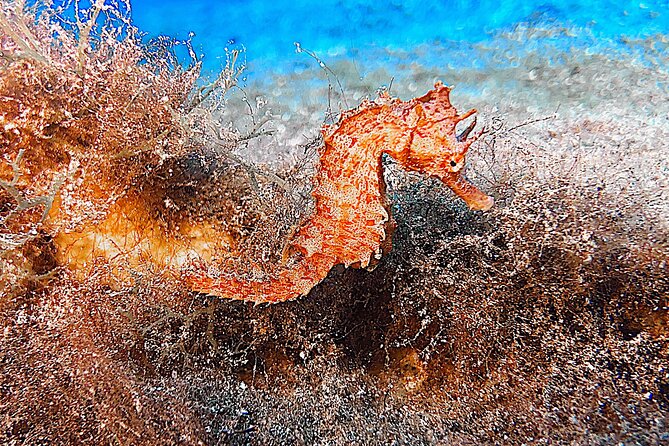 Discover Scuba Diving in Lanzarote (Costa Teguise) - Feedback From Satisfied Customers