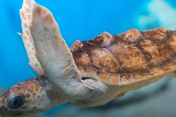 Discover Scuba Diving in Montego Bay - The Value of the Experience